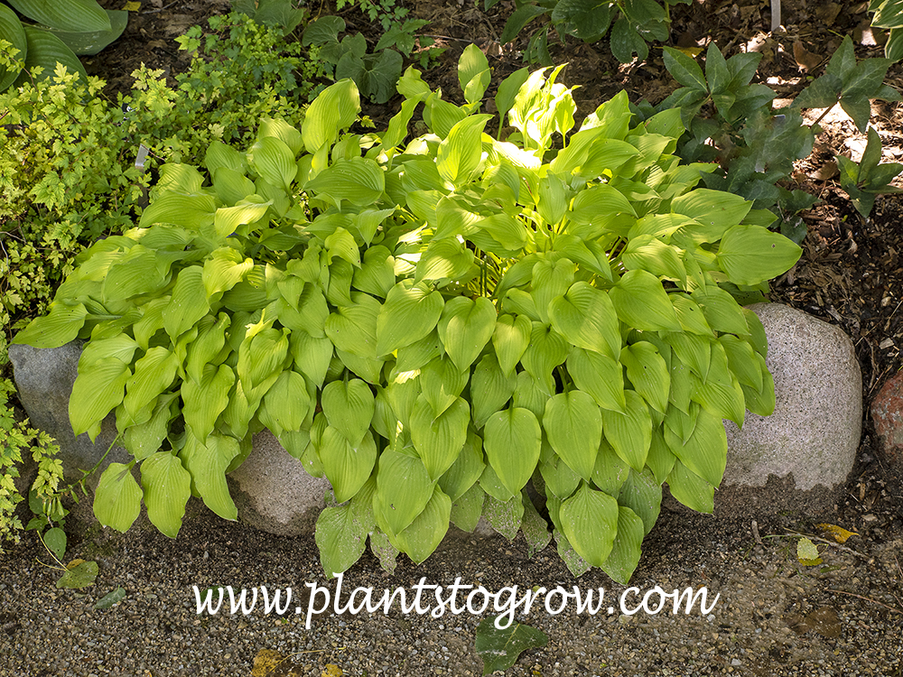Hosta Blonde Elf | Plants To Grow Plants Database by Paul S. Drobot