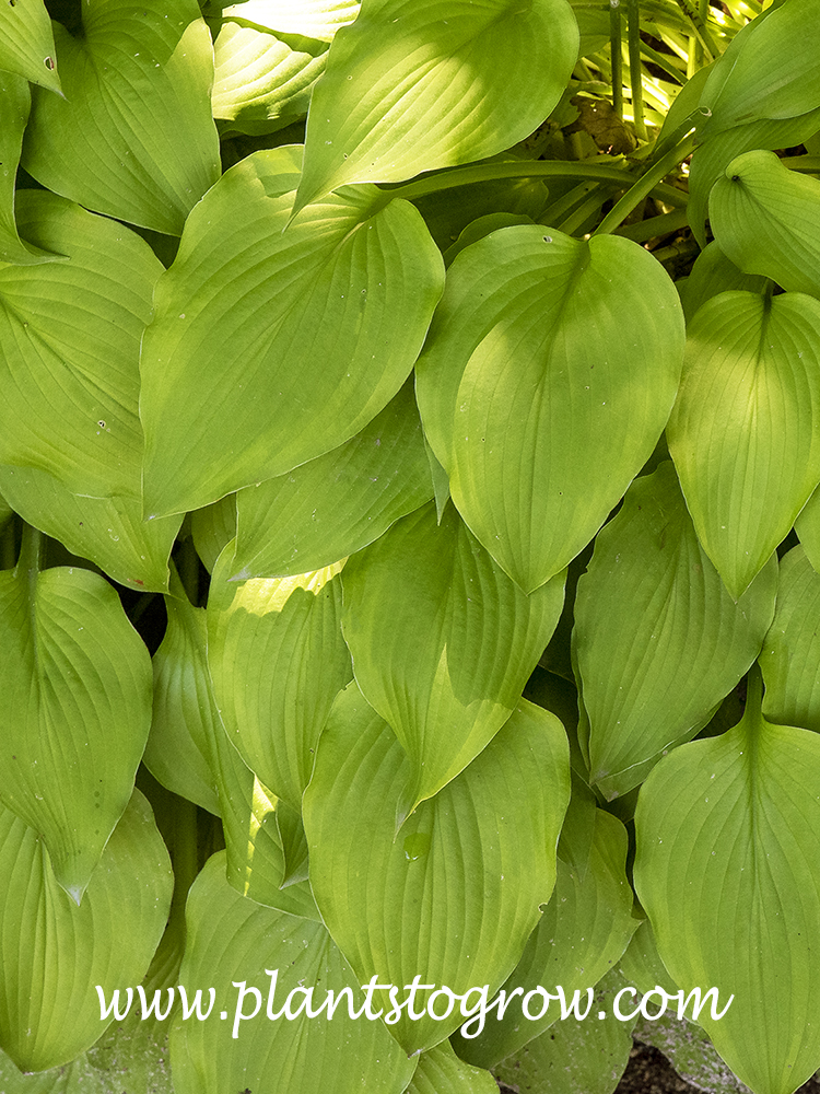 Hosta Blonde Elf | Plants To Grow Plants Database by Paul S. Drobot