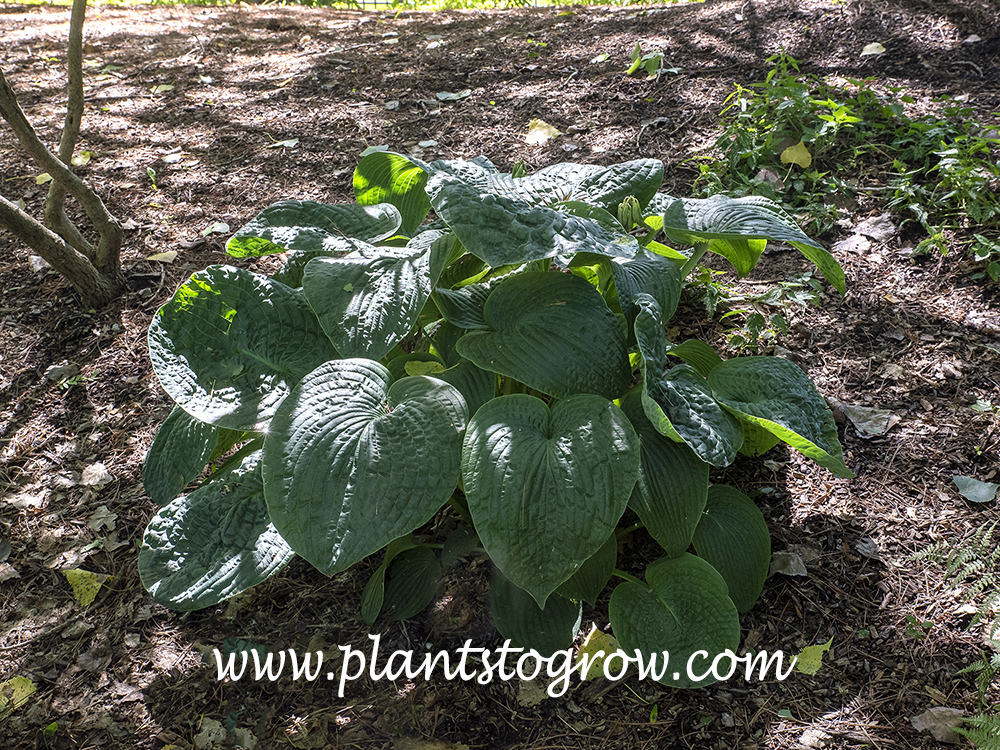 Hosta Blue Blazes | Plants To Grow Plants Database by Paul S. Drobot