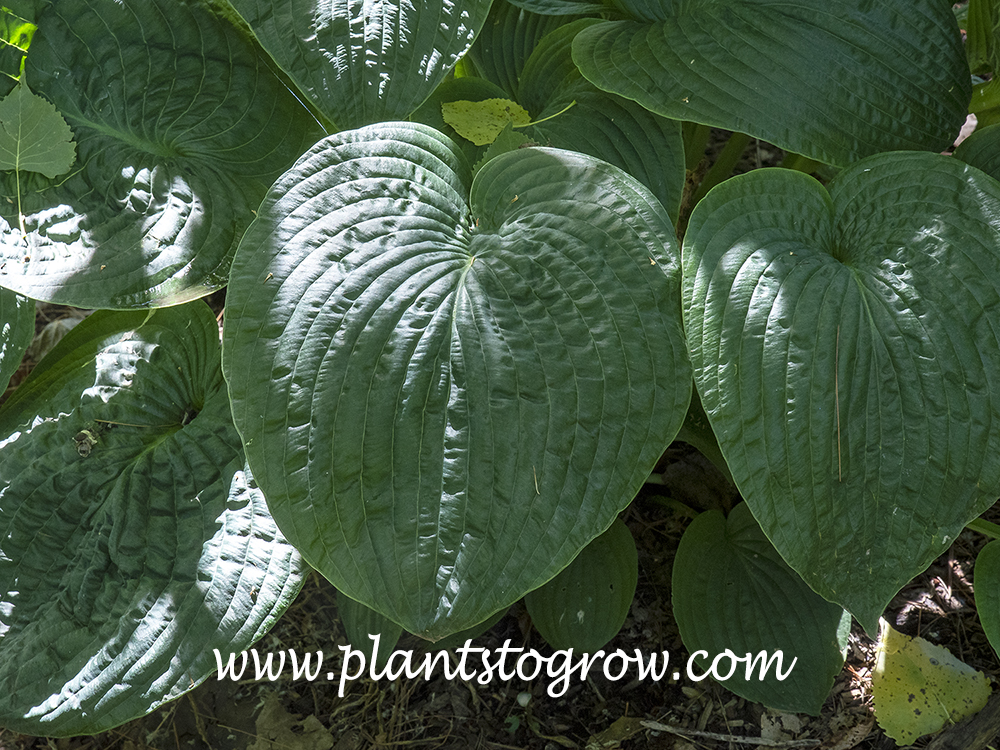 Hosta Blue Blazes | Plants To Grow Plants Database by Paul S. Drobot