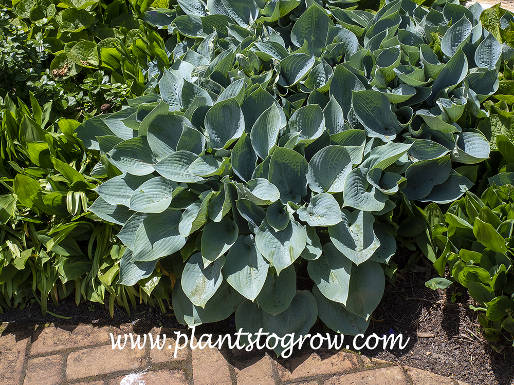Blue Jay Hosta (Hosta) | Plants To Grow Plants Database by Paul S. Drobot