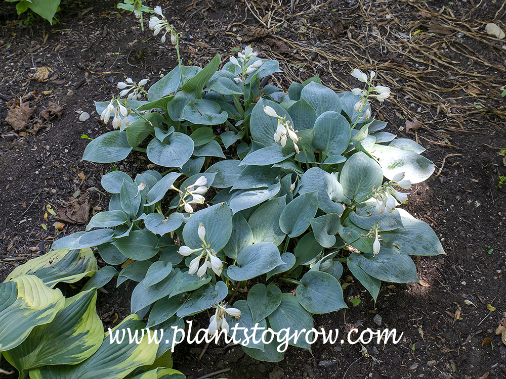 Blue Jay Hosta (Hosta) | Plants To Grow Plants Database by Paul S. Drobot