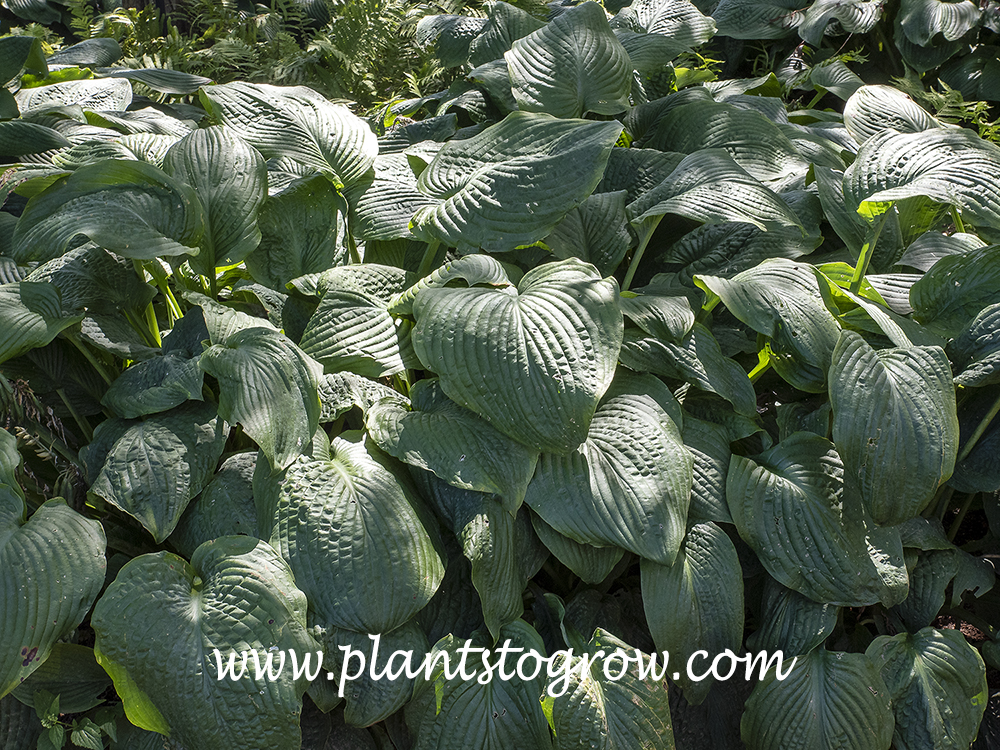 Blue Mammoth Hosta | Plants To Grow Plants Database by Paul S. Drobot