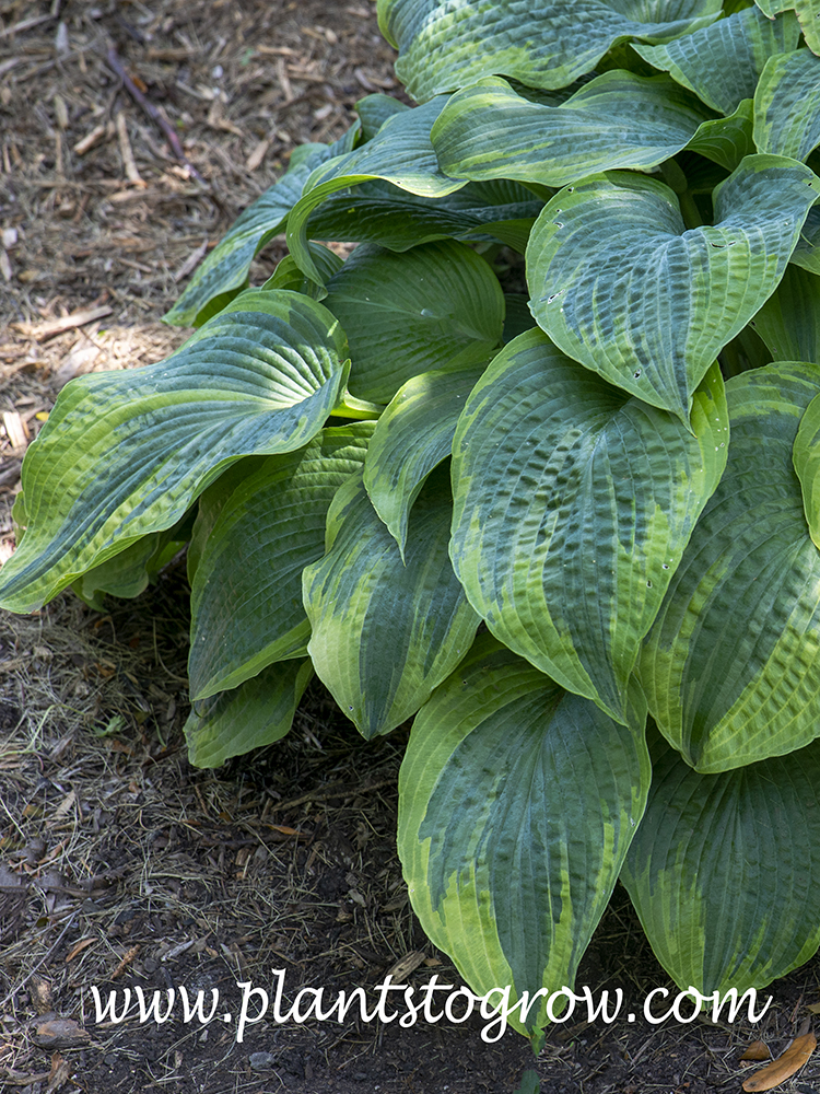 Hosta 'Blue River' | Plants To Grow Plants Database by Paul S. Drobot