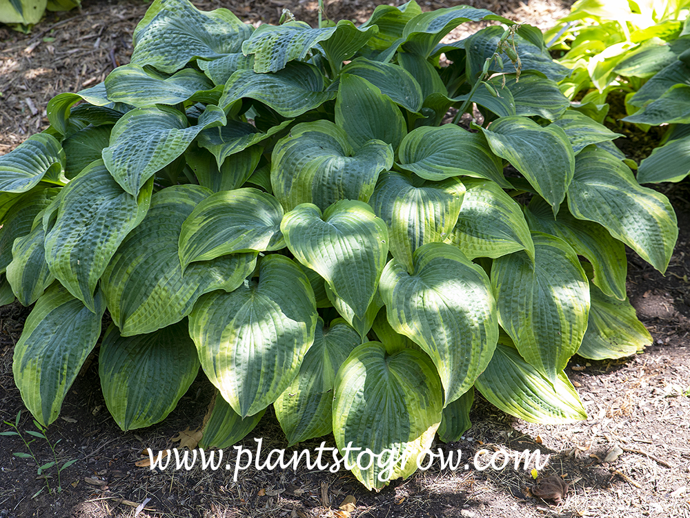 Hosta 'Blue River' | Plants To Grow Plants Database by Paul S. Drobot