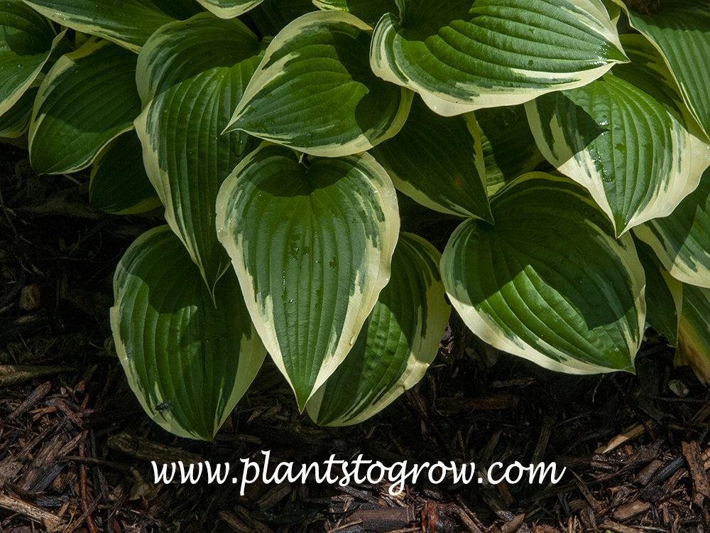 Hosta 'Don Stevens' | Plants To Grow Plants Database by Paul S. Drobot