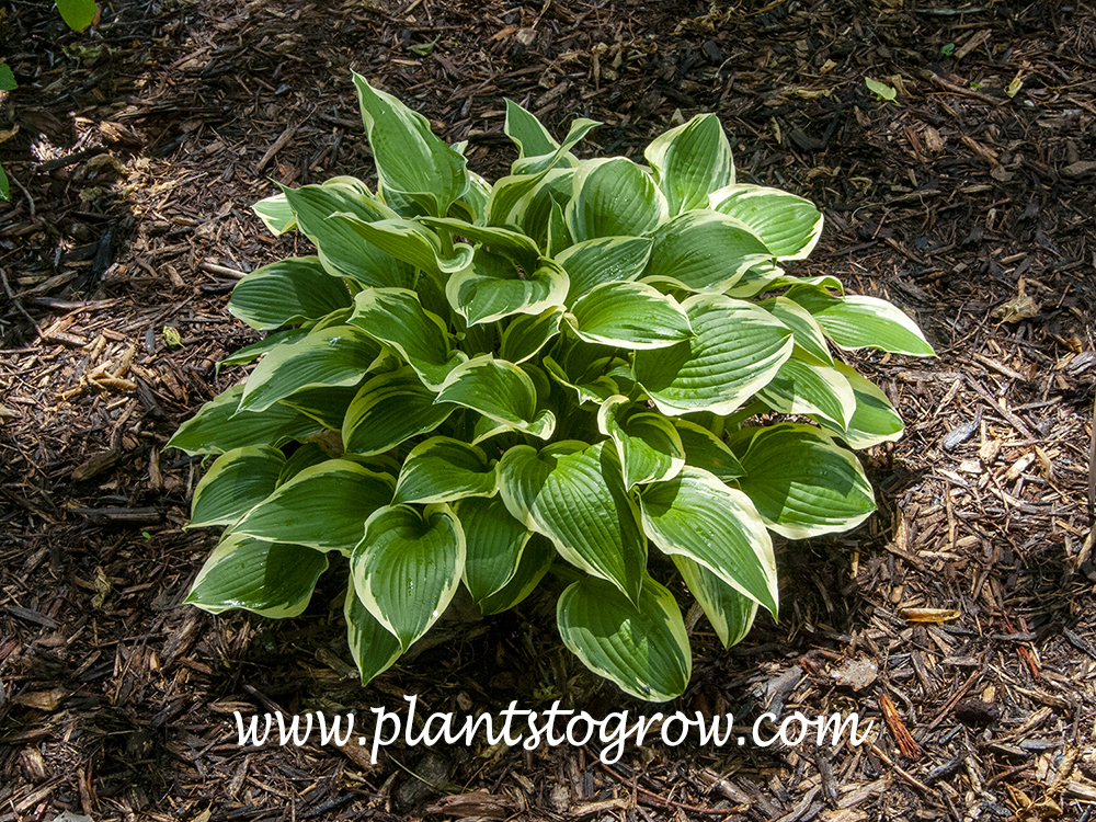 Hosta 'Don Stevens' | Plants To Grow Plants Database by Paul S. Drobot