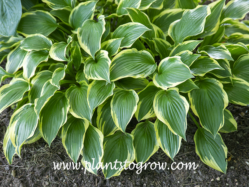 Hosta 'Don Stevens' | Plants To Grow Plants Database by Paul S. Drobot