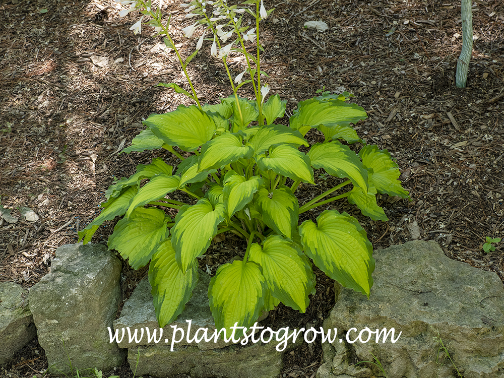 Hosta 'Emerald Ruff Cut' | Plants To Grow Plants Database by Paul S. Drobot