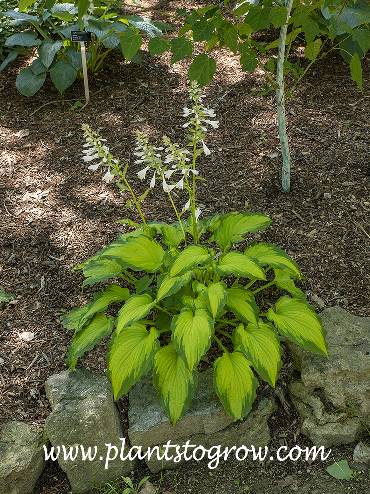 Hosta 'Emerald Ruff Cut' | Plants To Grow Plants Database by Paul S. Drobot
