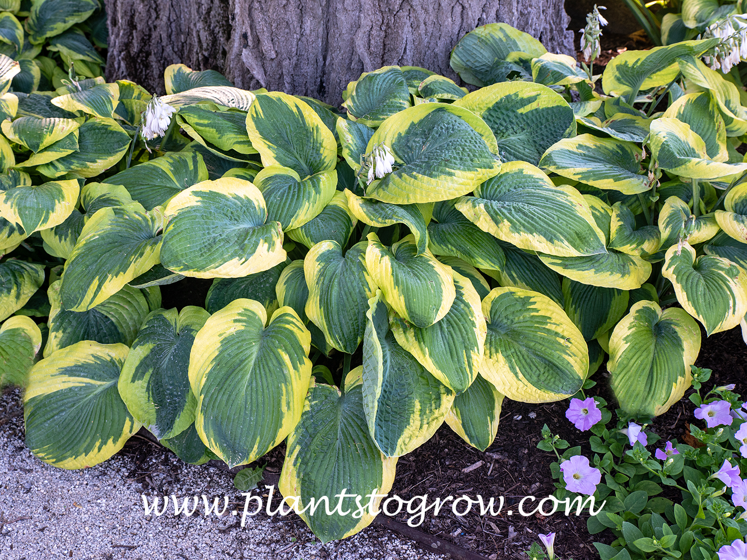 Hosta Frances Williams (Hosta) | Plants To Grow Plants Database by Paul ...