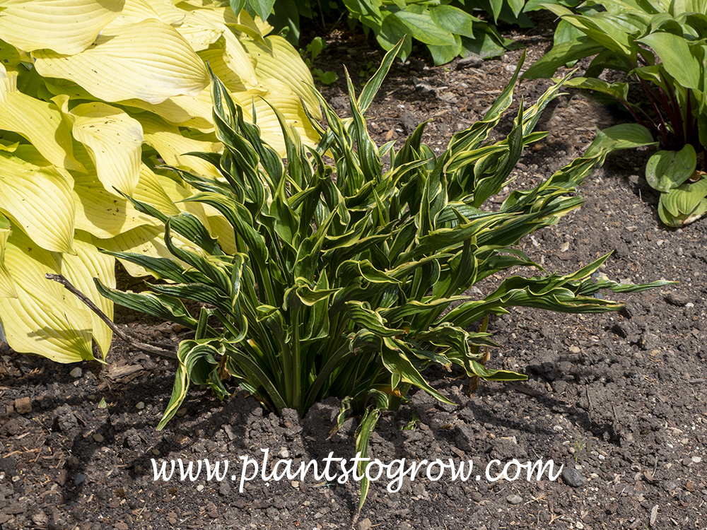Hosta 'Hands Up' | Plants To Grow Plants Database by Paul S. Drobot
