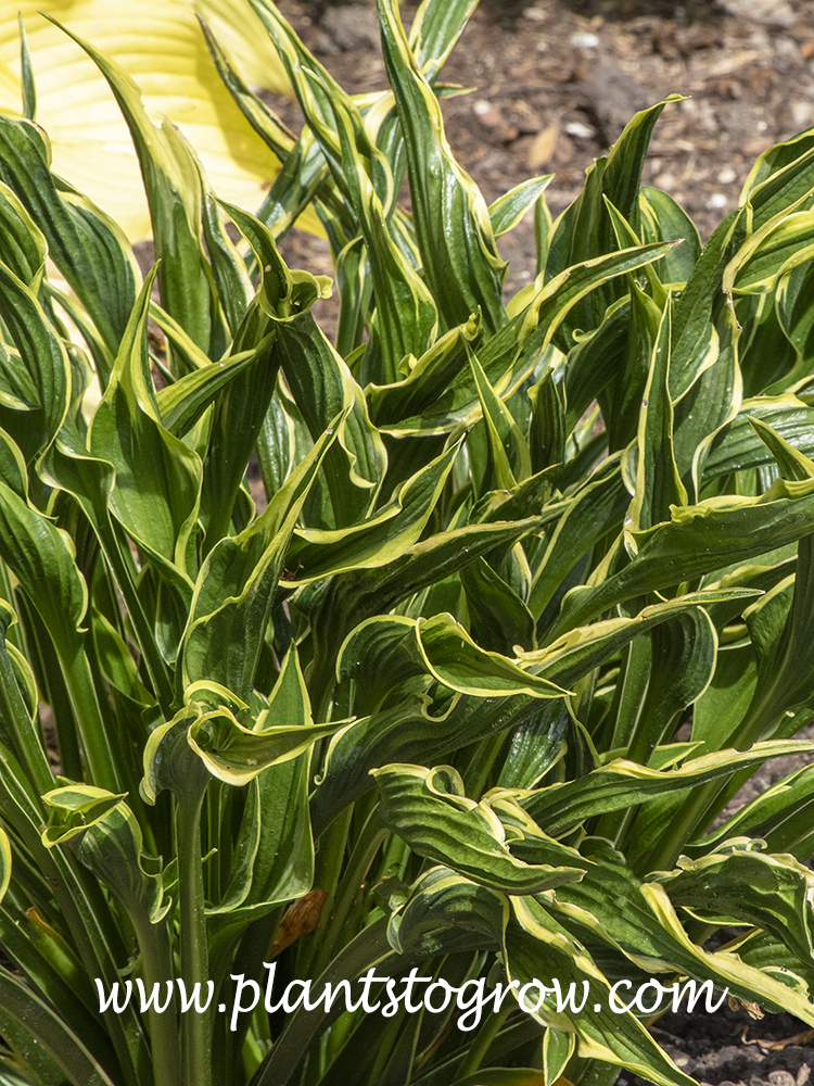 Hosta 'Hands Up' | Plants To Grow Plants Database by Paul S. Drobot
