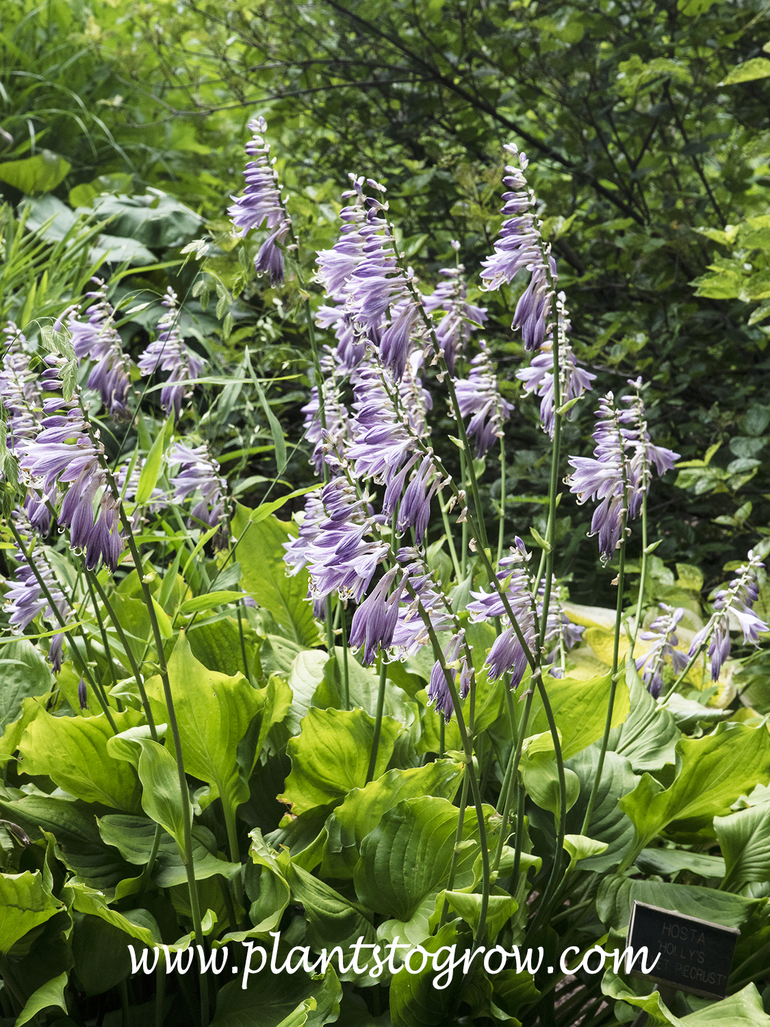 Hosta 'Hollys Velvet Pie Crust' | Plants To Grow Plants Database by ...