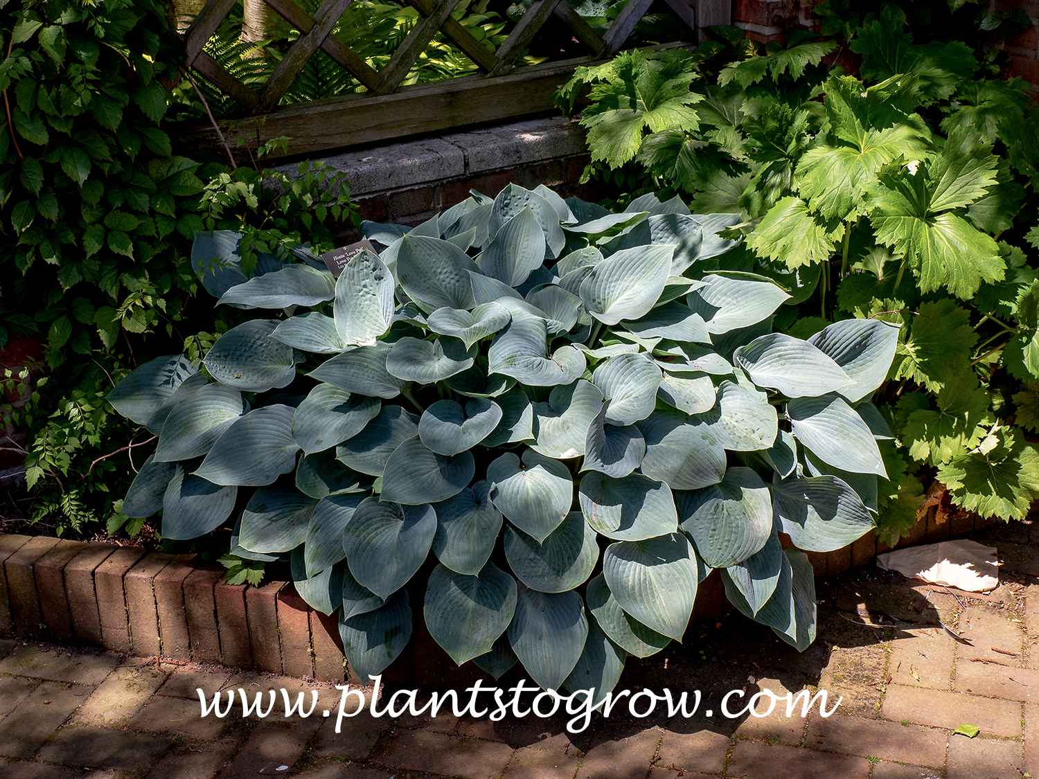 Hosta Love Pat | Plants To Grow Plants Database by Paul S. Drobot
