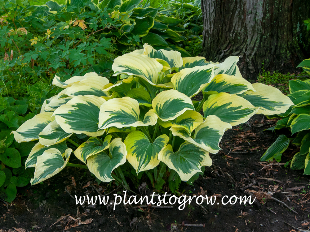 Hosta Majesty (Hosta) | Plants To Grow Plants Database by Paul S. Drobot