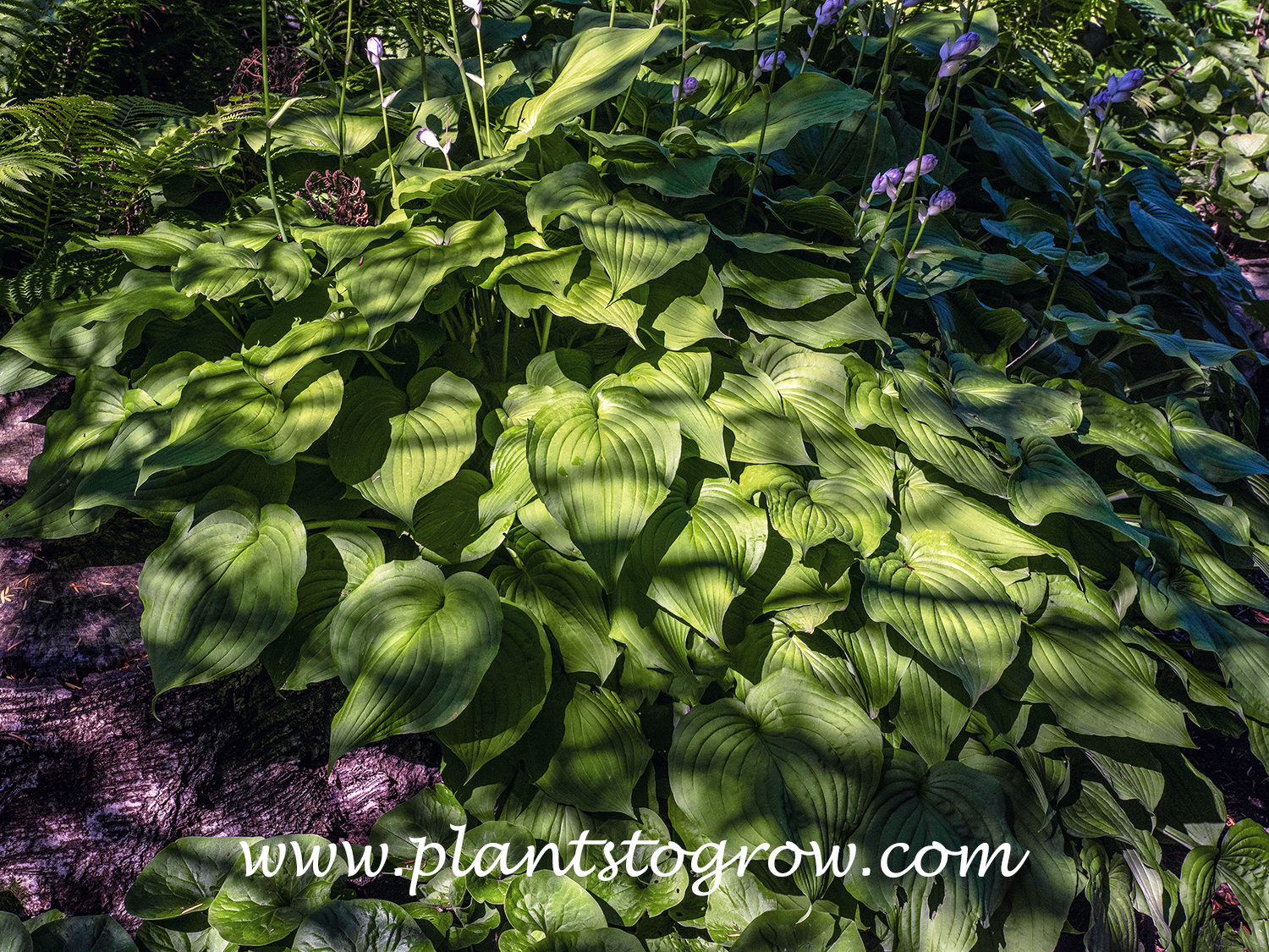 Hosta Nakaimo | Plants To Grow Plants Database by Paul S. Drobot