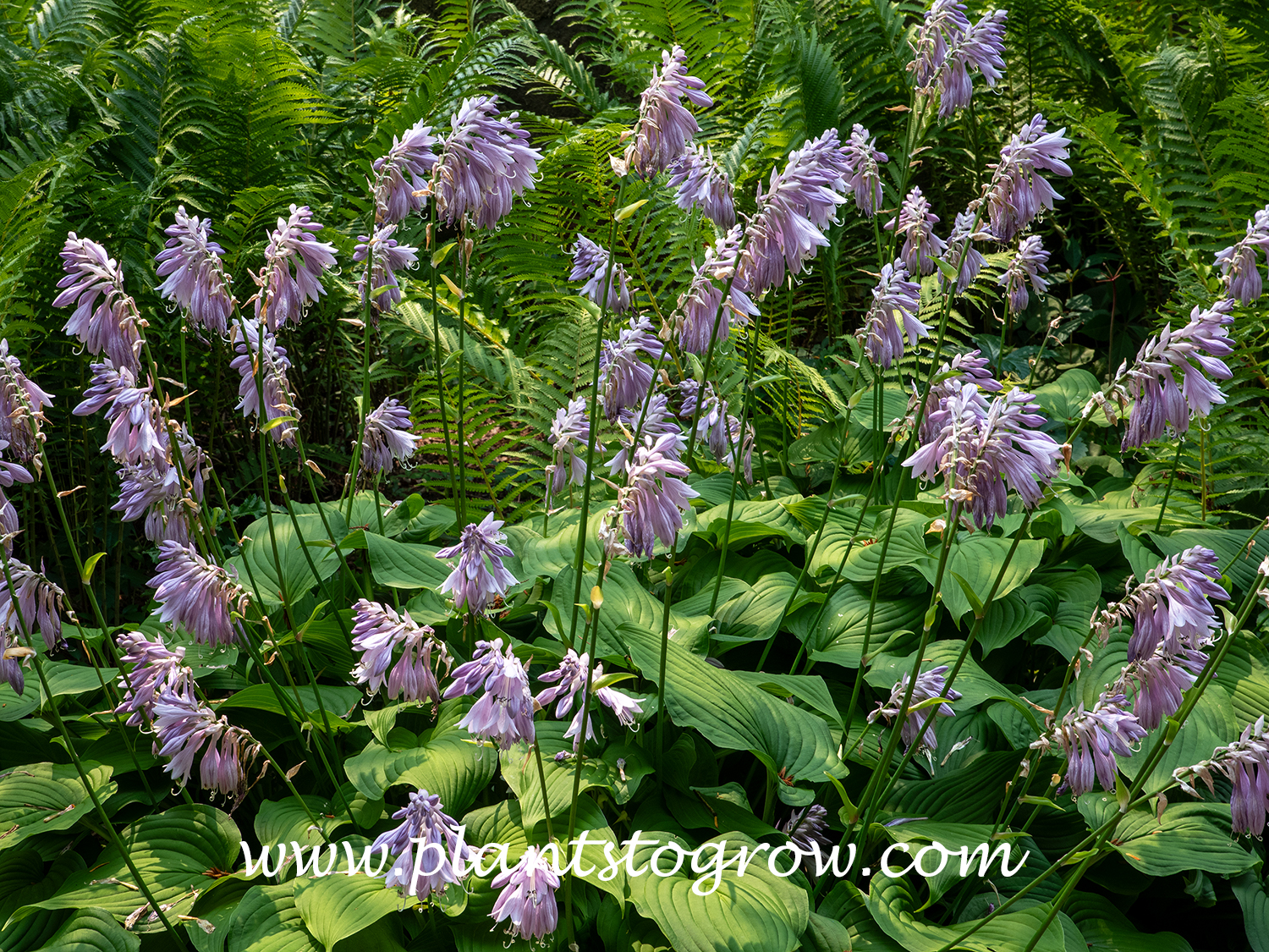 Hosta Nakaimo | Plants To Grow Plants Database by Paul S. Drobot