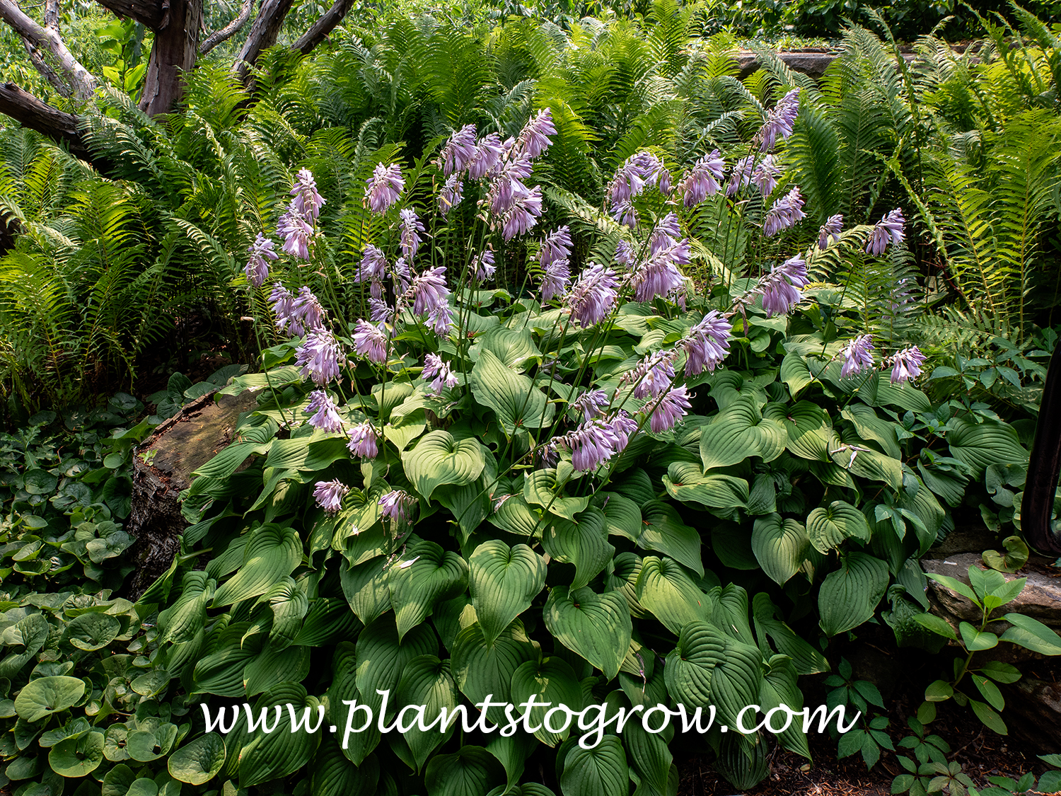 Hosta Nakaimo | Plants To Grow Plants Database by Paul S. Drobot