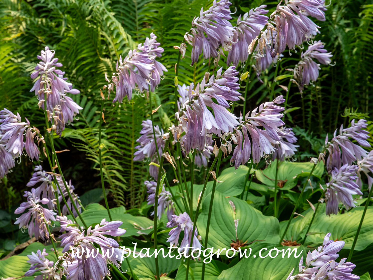 Hosta Nakaimo | Plants To Grow Plants Database by Paul S. Drobot