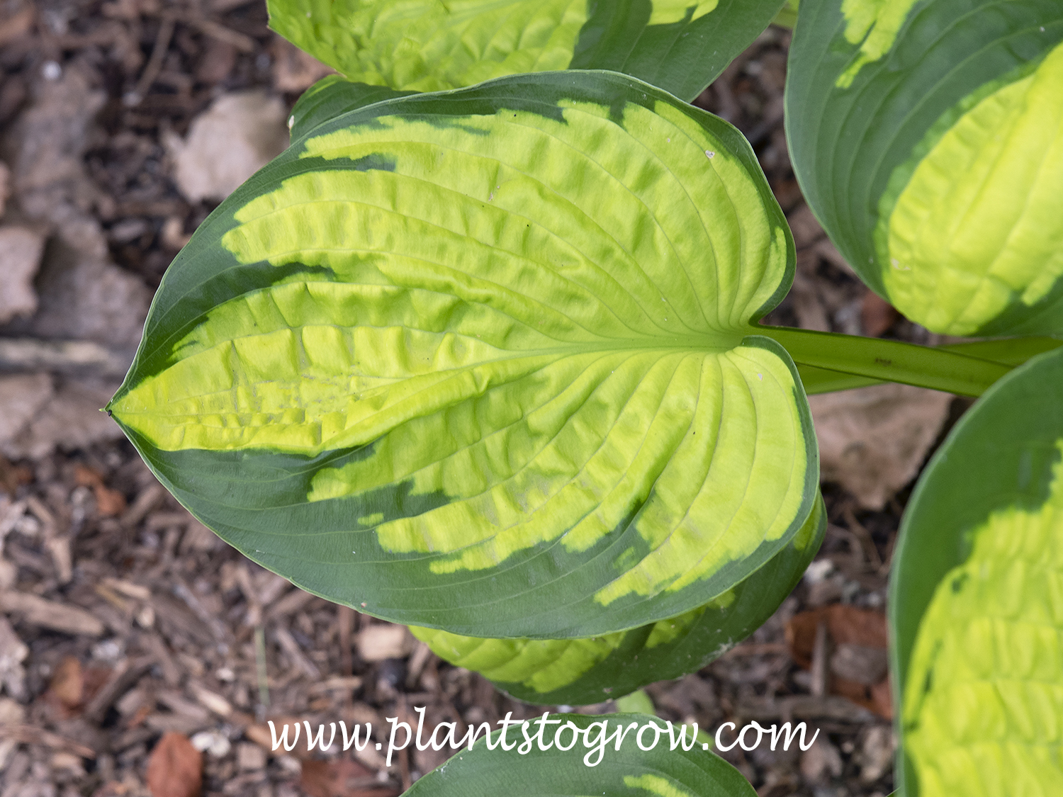 Hosta Rainforest Sunrise (Hosta) | Plants To Grow Plants Database by ...
