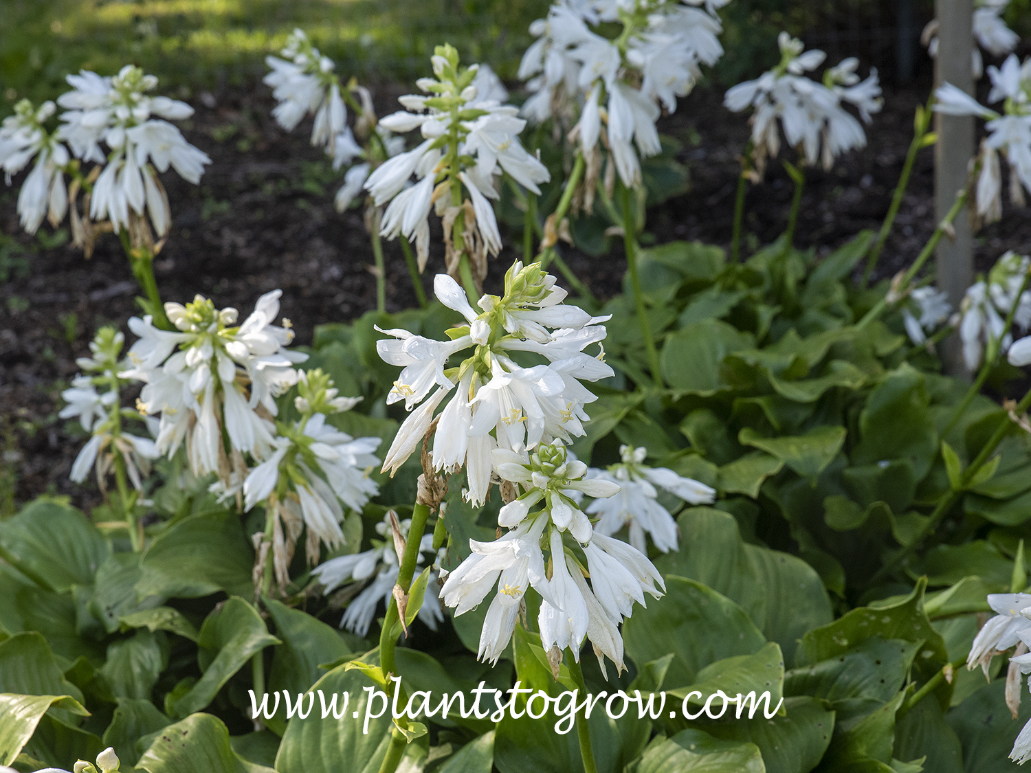 'Royal Crest' Hosta | Plants To Grow Plants Database by Paul S. Drobot