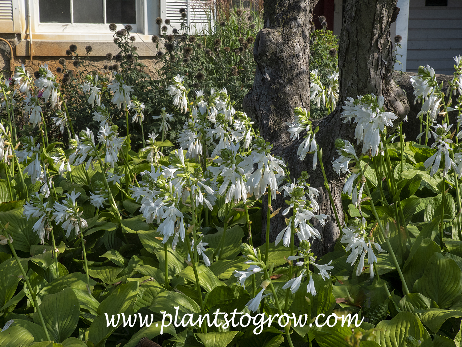 Hosta Royal Standard | Plants To Grow Plants Database by Paul S. Drobot