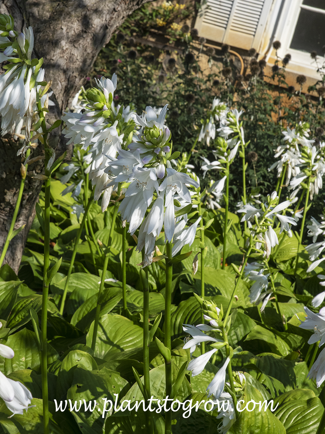 Hosta Royal Standard | Plants To Grow Plants Database by Paul S. Drobot
