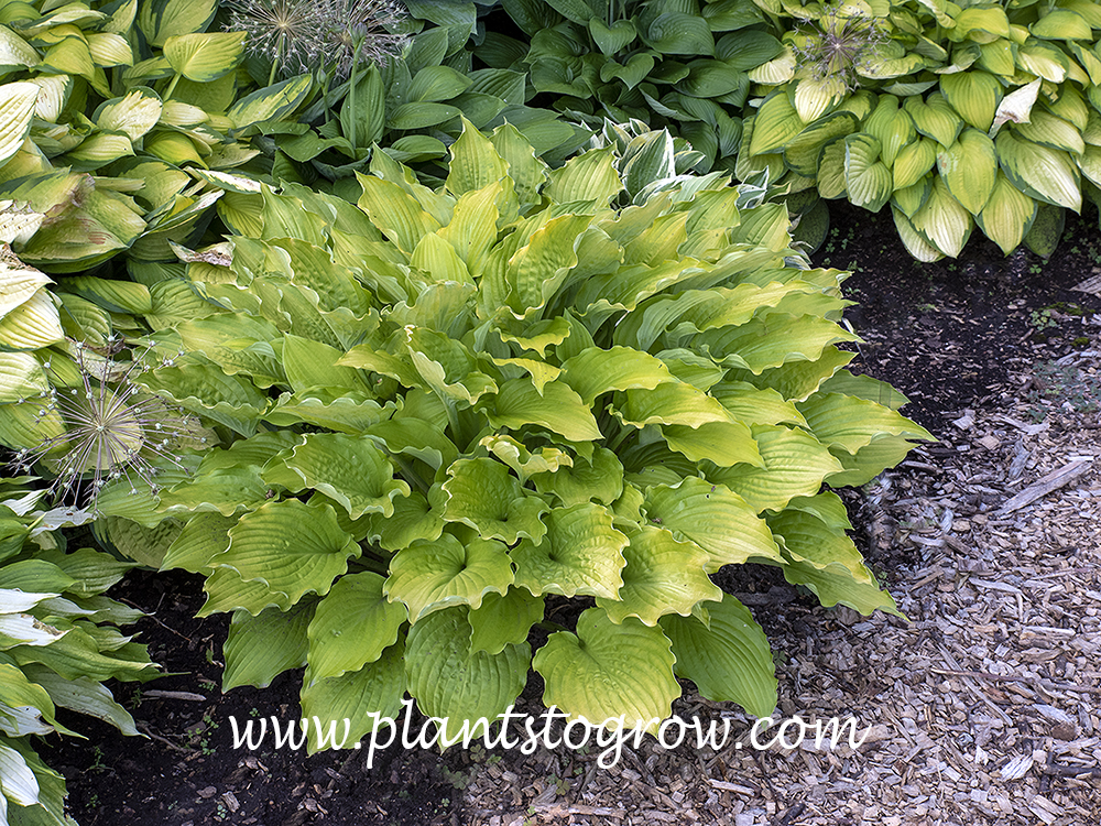 Hosta Ruffed Up (Hosta) | Plants To Grow Plants Database by Paul S. Drobot