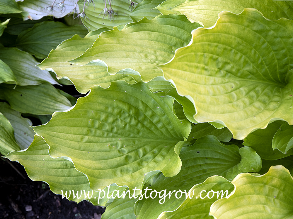 Hosta Ruffed Up (Hosta) | Plants To Grow Plants Database by Paul S. Drobot