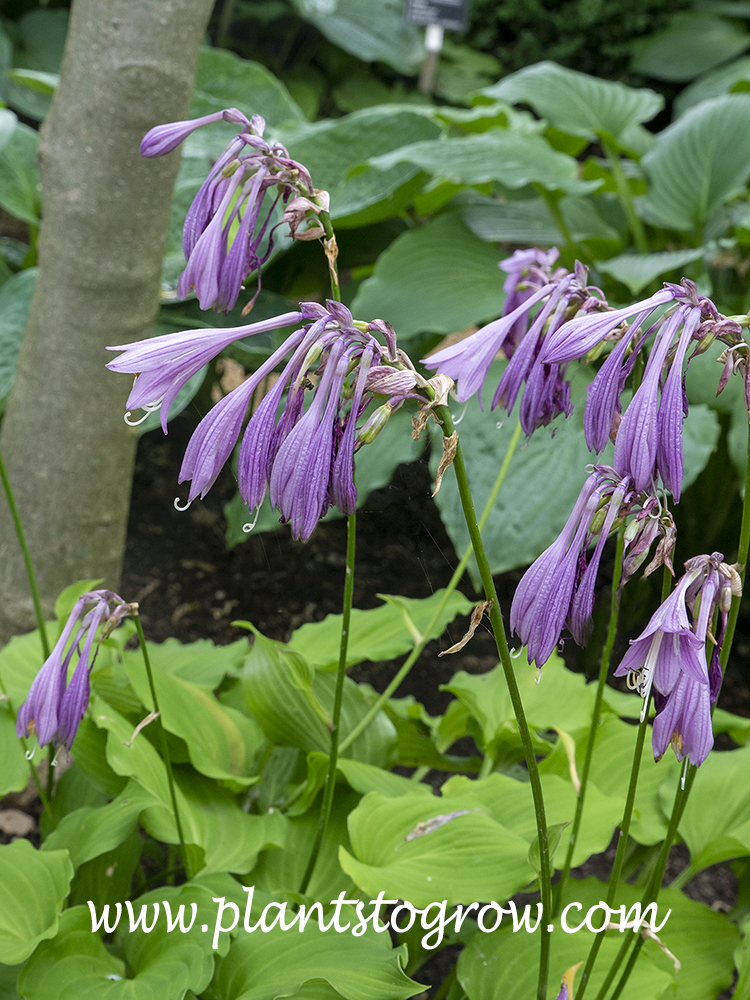 Hosta 'Show Piece' | Plants To Grow Plants Database by Paul S. Drobot