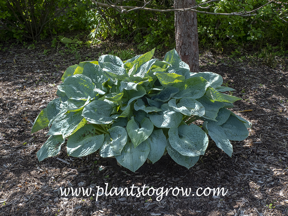 Hosta Silver Bay (Hosta) | Plants To Grow Plants Database by Paul S. Drobot