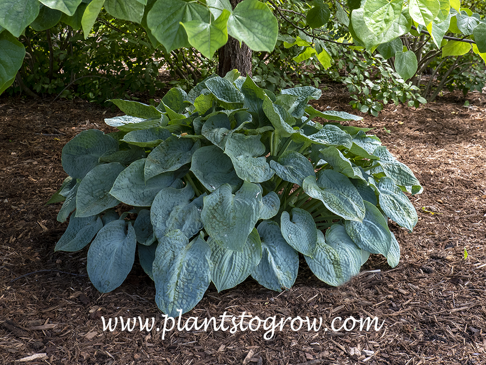 Hosta Silver Bay (Hosta) | Plants To Grow Plants Database by Paul S. Drobot