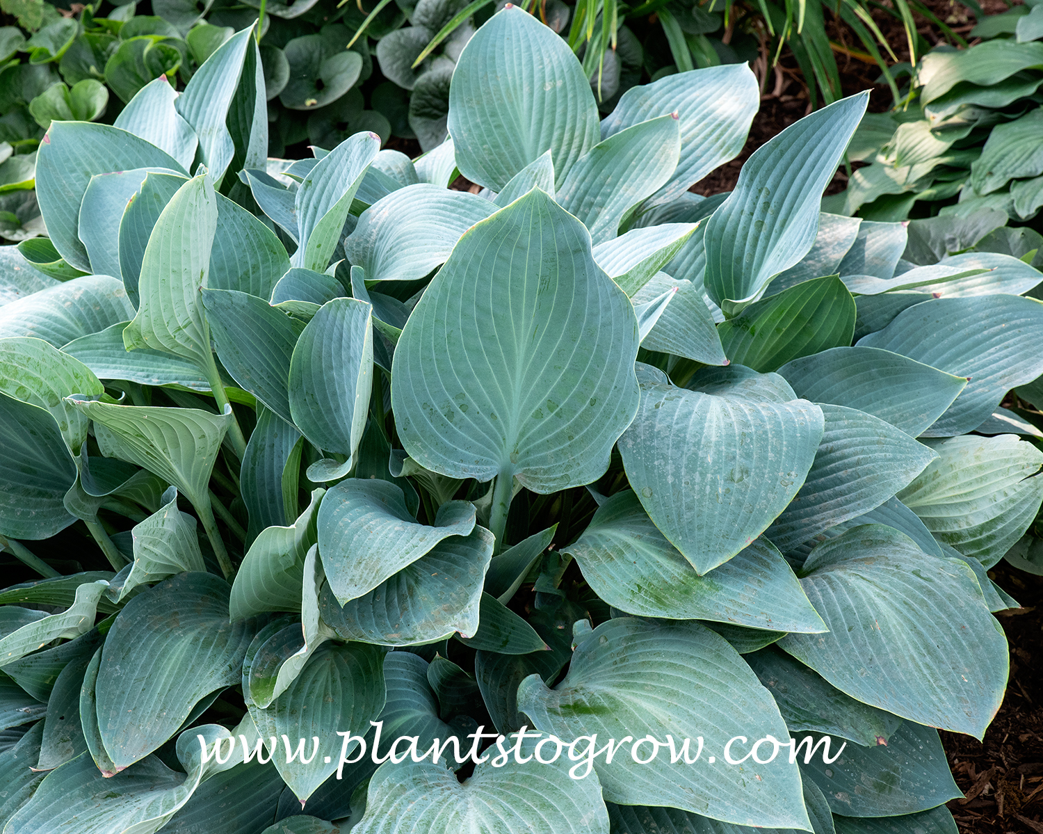 Hosta Smoke Signals (Hosta) | Plants To Grow Plants Database by Paul S ...