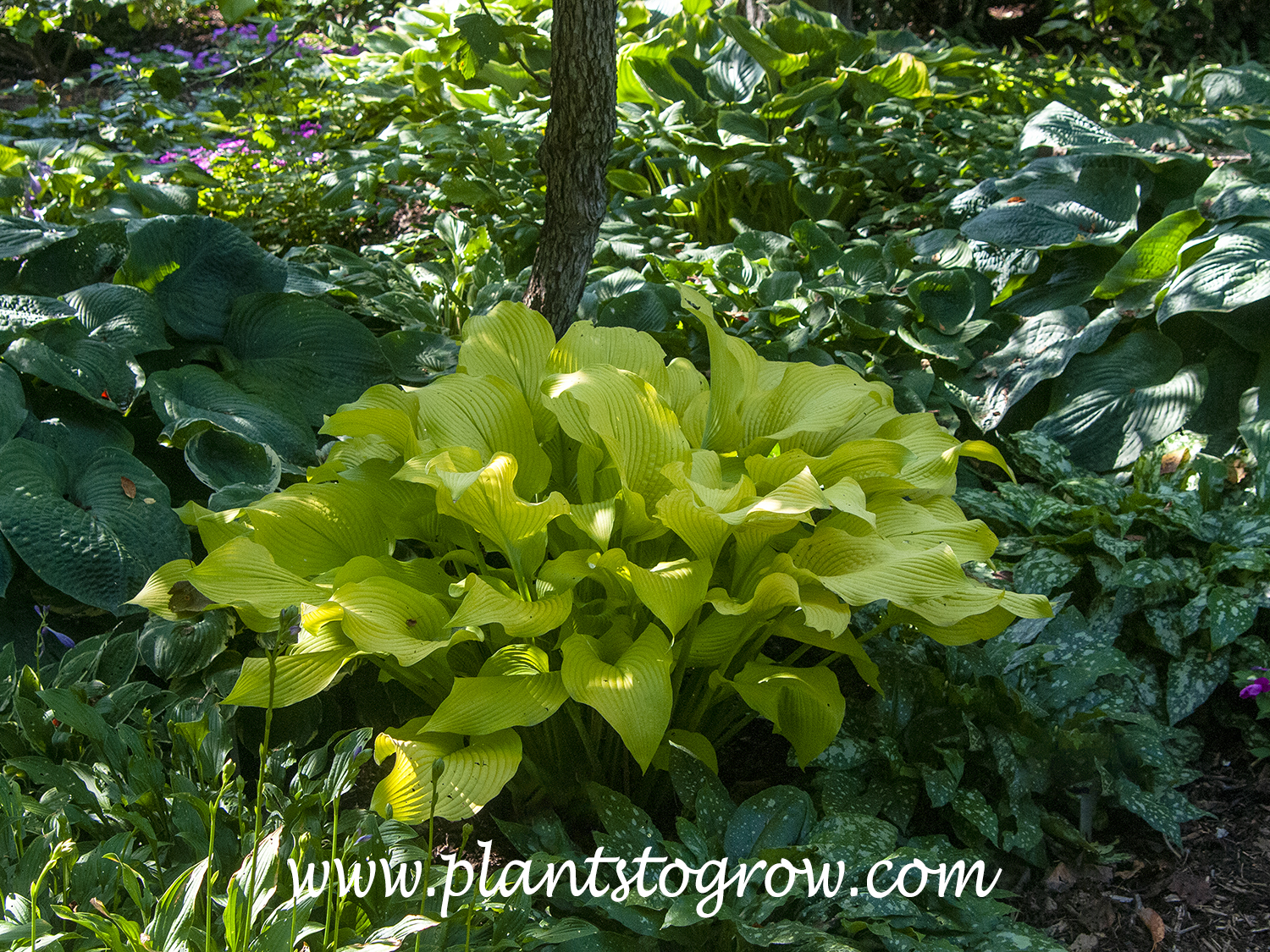 'Sun Power' Hosta | Plants To Grow Plants Database by Paul S. Drobot