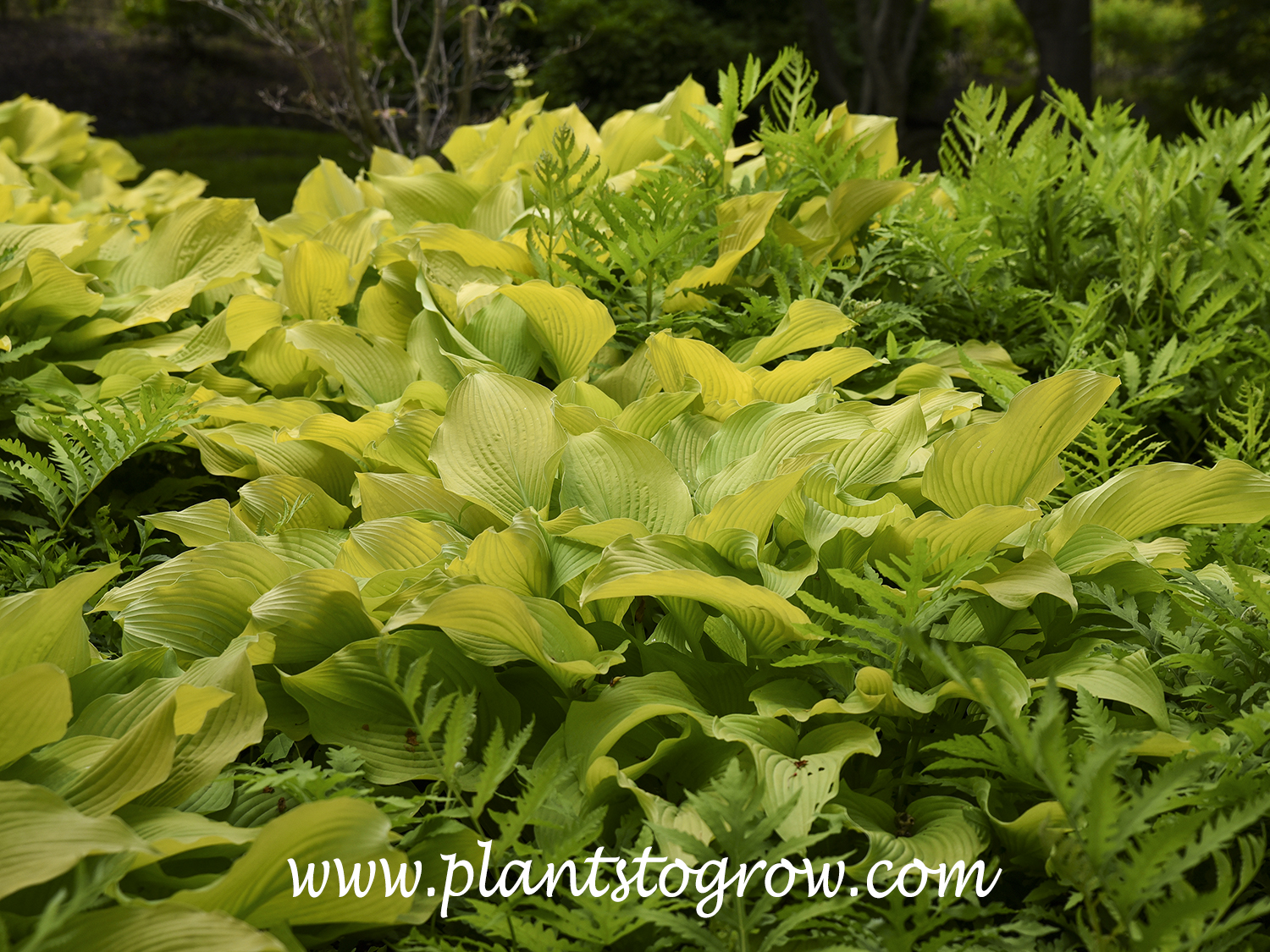 'Sun Power' Hosta | Plants To Grow Plants Database by Paul S. Drobot