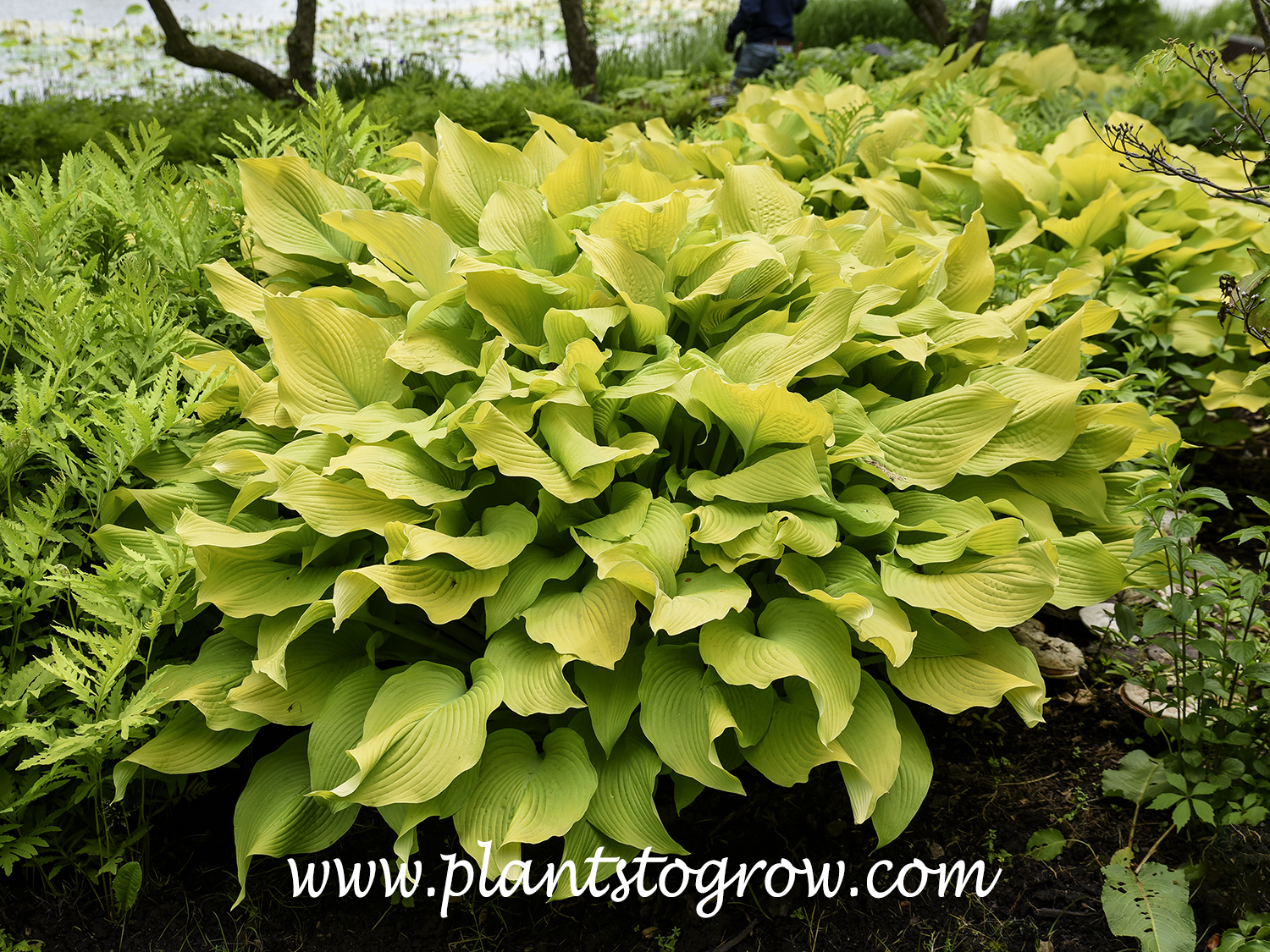 'Sun Power' Hosta | Plants To Grow Plants Database by Paul S. Drobot