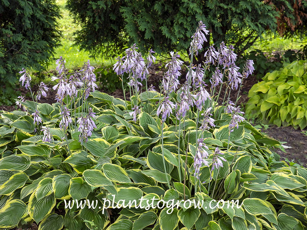 Gold Crown Hosta (Hosta aureomarginata) | Plants To Grow Plants ...