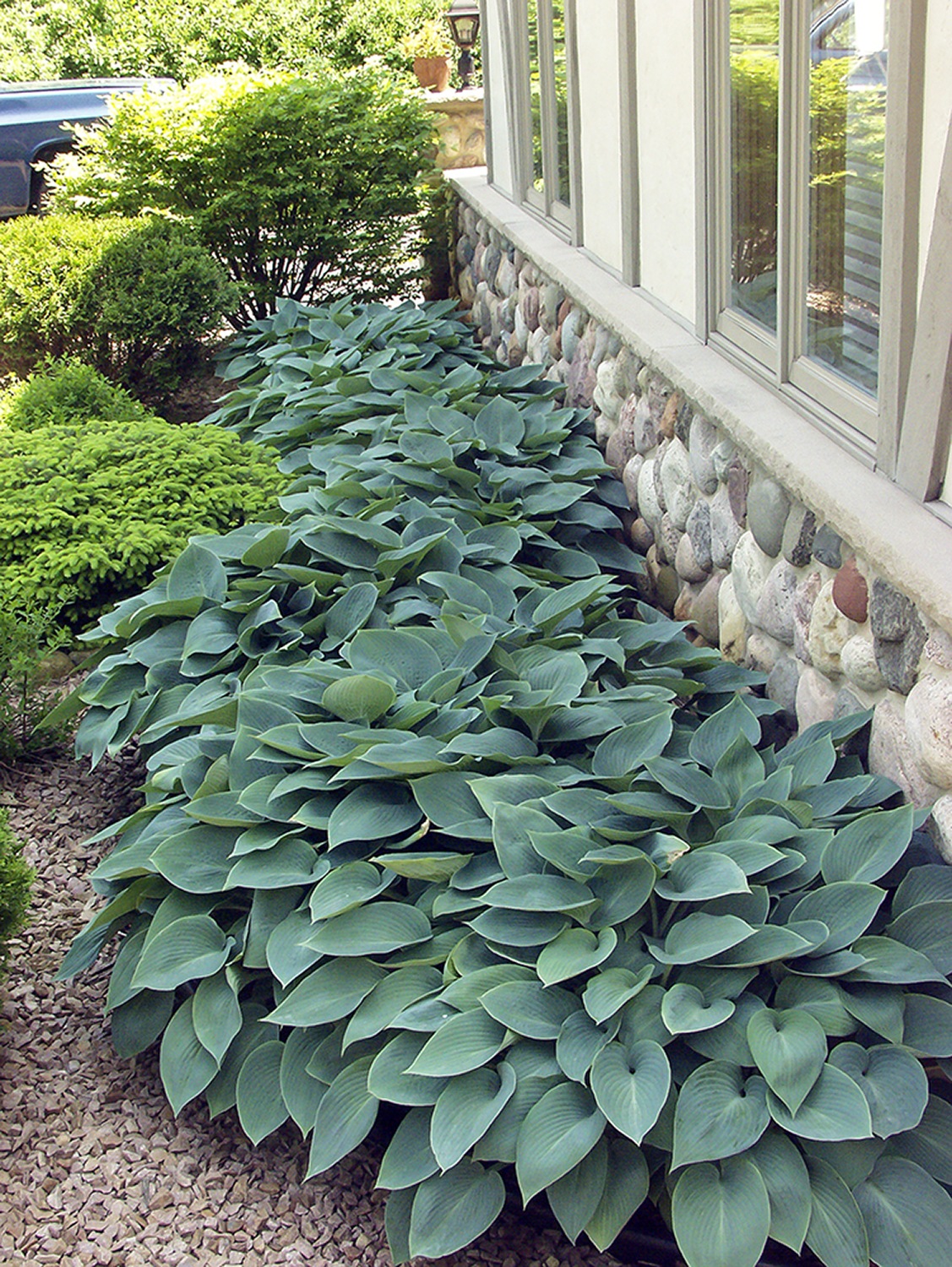 Hosta Halcyon | Plants To Grow Plants Database by Paul S. Drobot