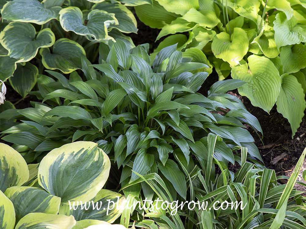 Narrow Leaved Hosta (Hosta lancifolia) | Plants To Grow Plants Database ...