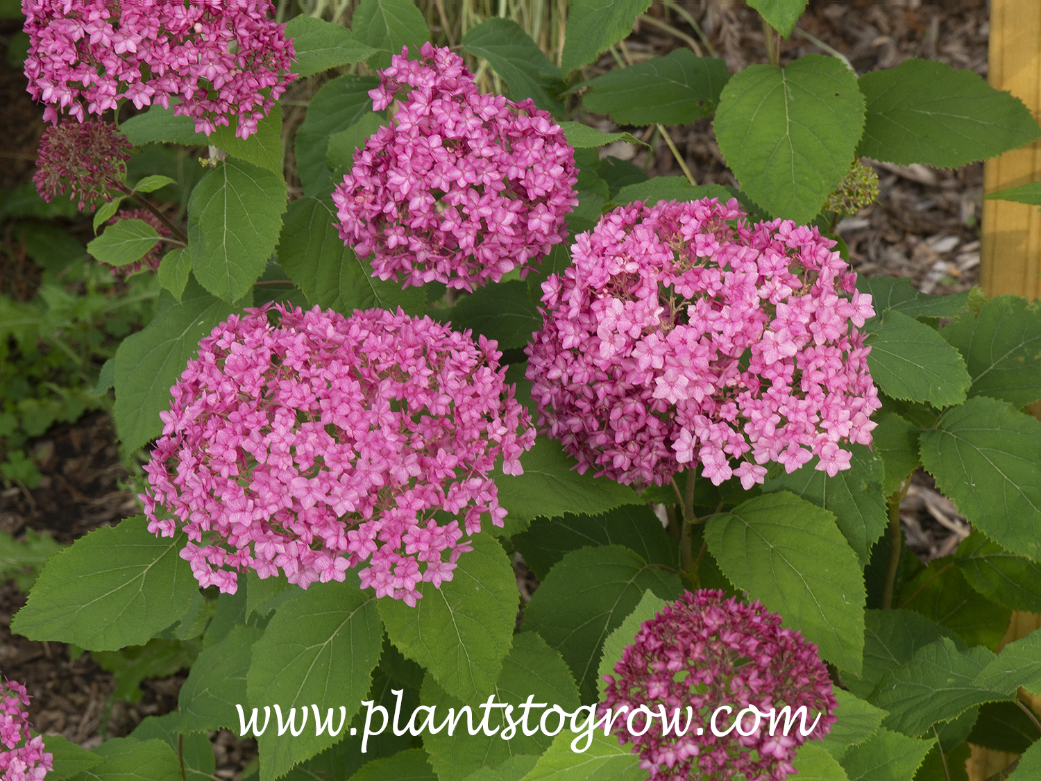Bella Anna Hydrangea (Hydrangea arborescens) | Plants To Grow Plants ...
