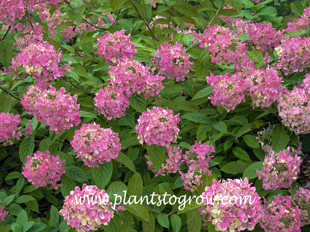 Fire Light Hydrangea (Hydrangea paniculata) | Plants To Grow Plants ...