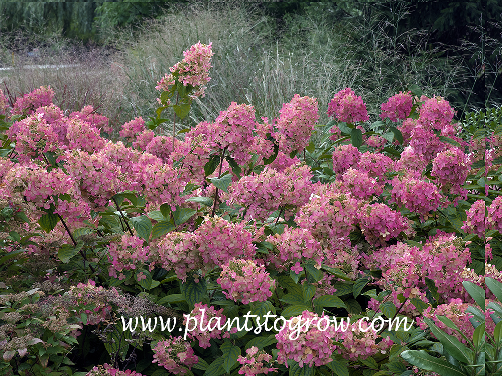 Fire Light Hydrangea (Hydrangea paniculata) | Plants To Grow Plants ...