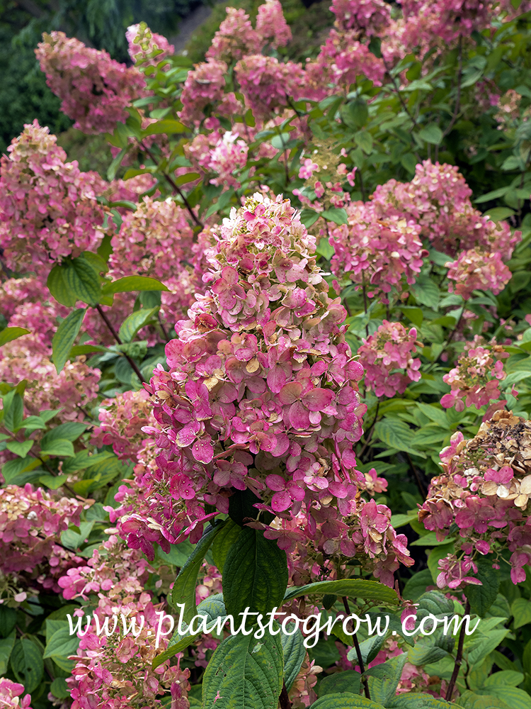 Fire Light Hydrangea (Hydrangea paniculata) | Plants To Grow Plants ...