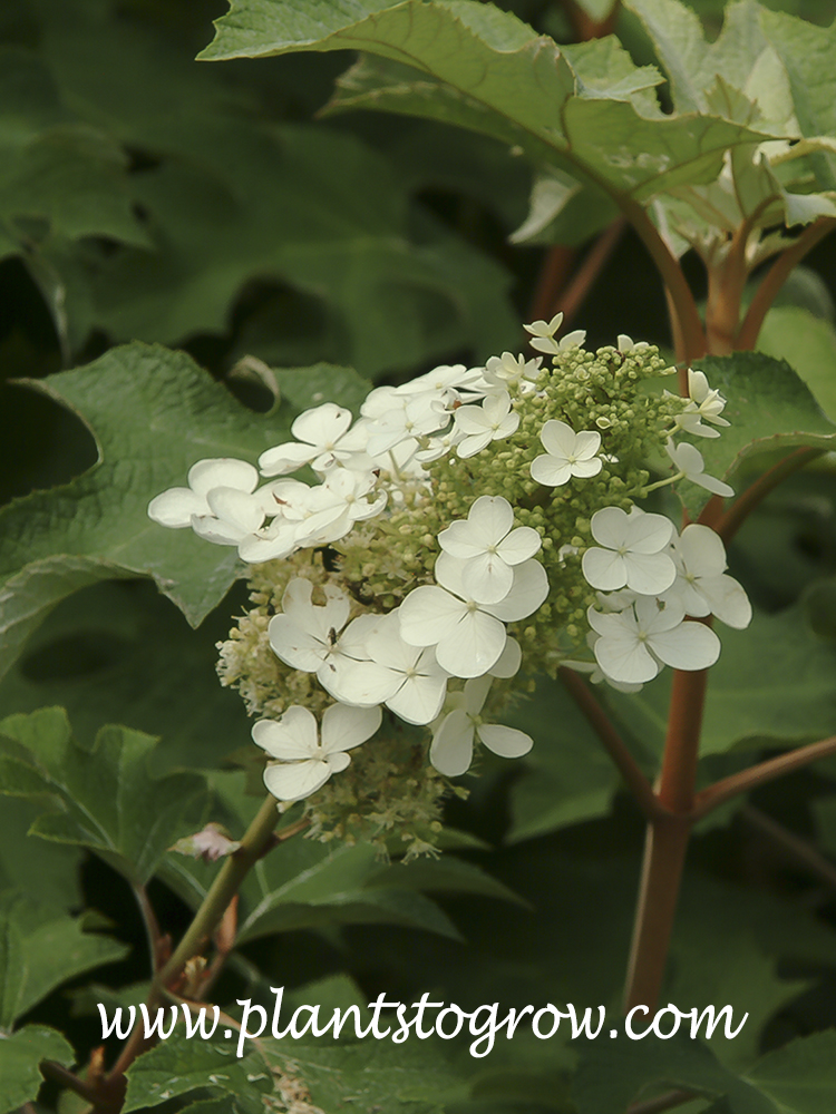 'Pee Gee' Hydrangea (Hydrangea quercifolia) | Plants To Grow Plants ...