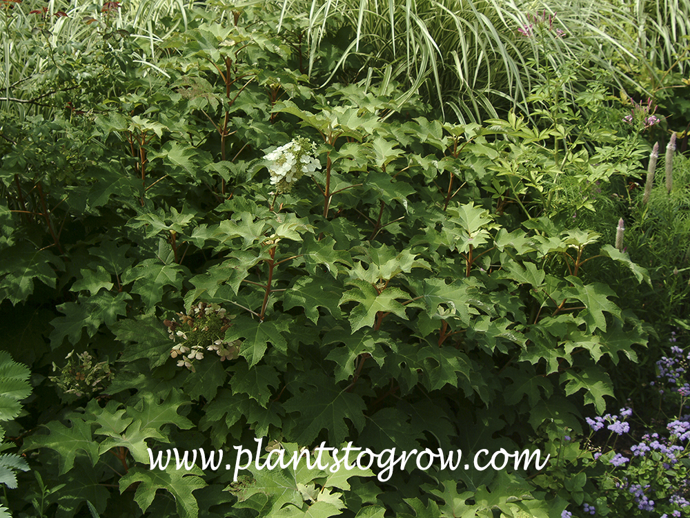 'Pee Gee' Hydrangea (Hydrangea quercifolia) | Plants To Grow Plants ...