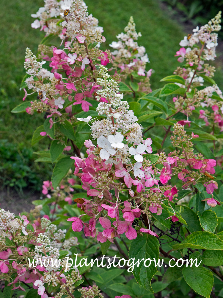 Hydrangea Pinky Winky (Hydrangea paniculata) | Plants To Grow Plants ...