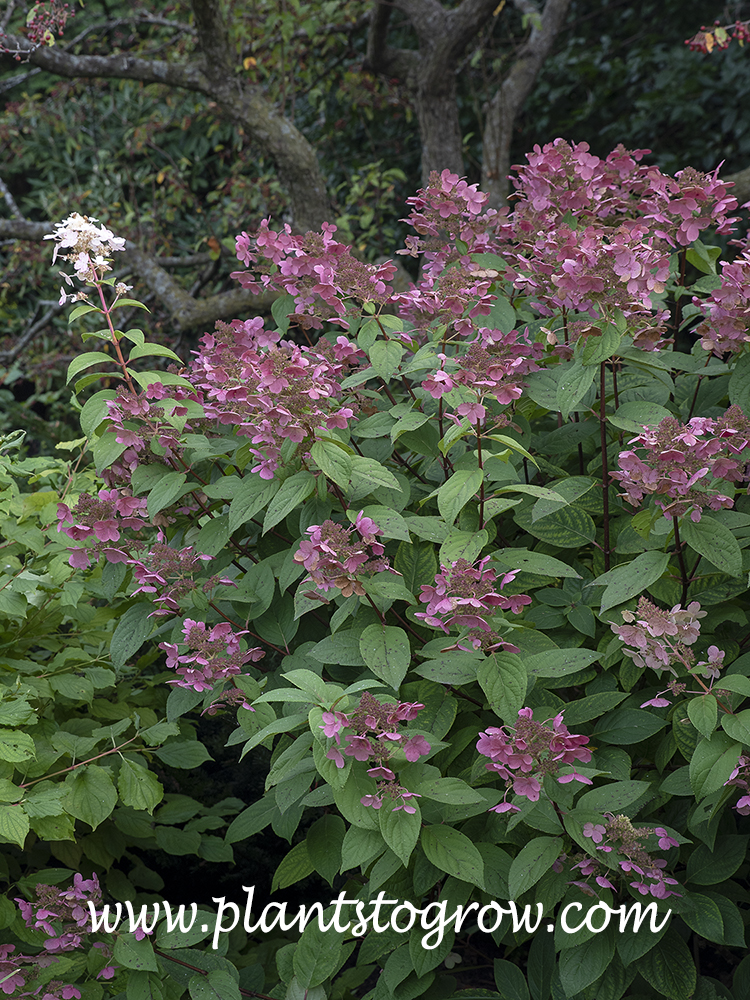 Quick Fire Hydrangea (Hydrangea paniculata) | Plants To Grow Plants ...