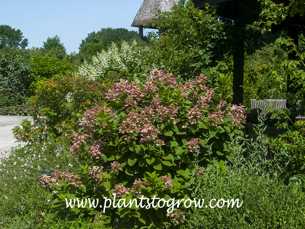 Quick Fire Hydrangea (Hydrangea paniculata) | Plants To Grow Plants ...