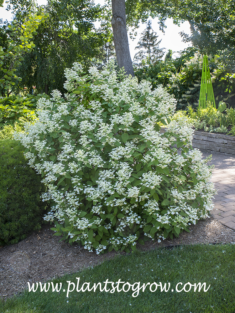 Quick Fire Hydrangea (Hydrangea paniculata) | Plants To Grow Plants ...